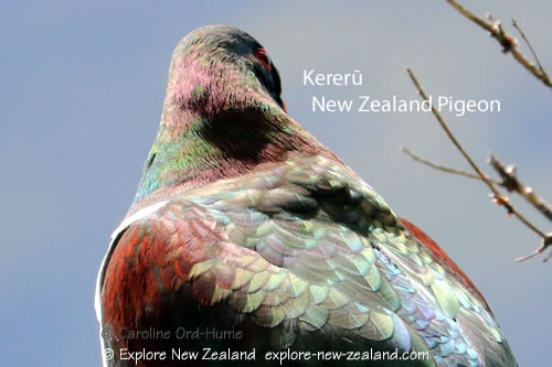 New Zealand Native Pigeon kererū, kūkū or kūkupa NZ Birds