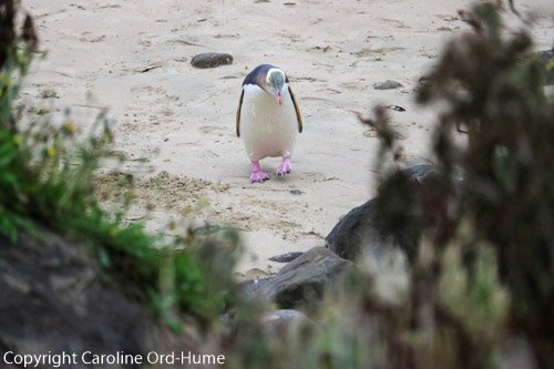 Yellow-eyed Penguin New Zealand hoiho - Megadyptes antipodes